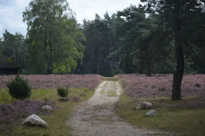 Lüneburger Heide: Die Top 15 Ausflugsziele (+ wichtige Tipps ...